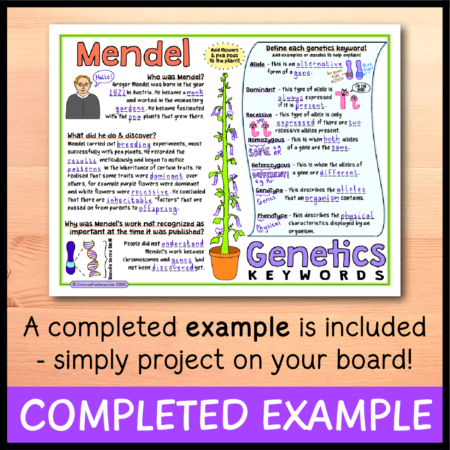 Mendel and Punnett Squares Doodle Notes - Emmatheteachie
