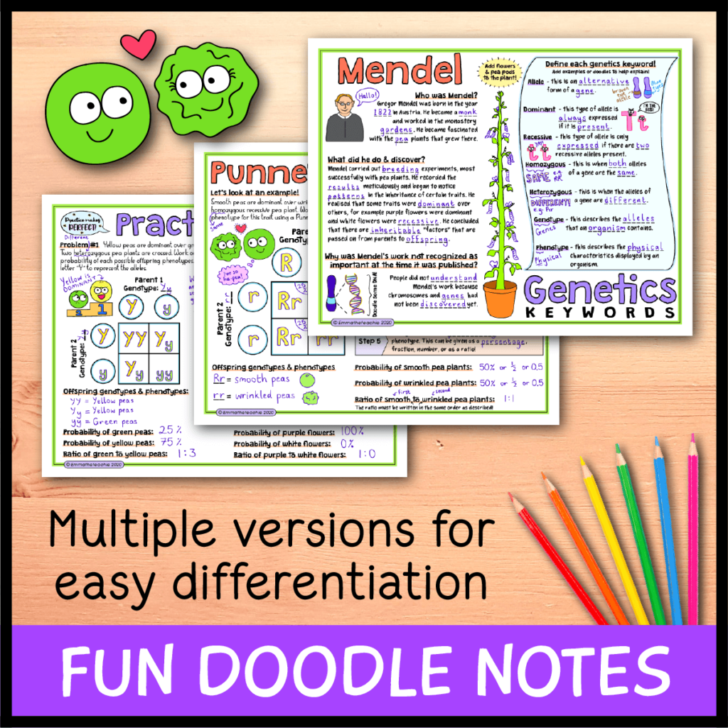 Mendel and Punnett Squares Lesson Bundle - Emmatheteachie