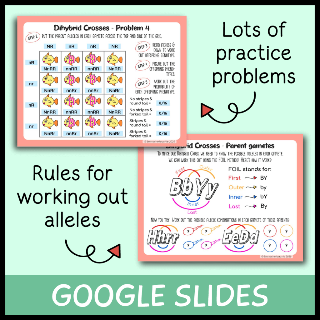 Dihybrid Crosses Lesson Bundle - Emmatheteachie Resources