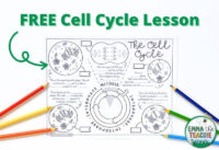 I’ve Planned Your Cell Cycle Lesson For You! [Free Resources ...