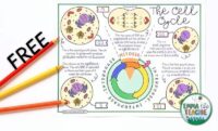 I’ve Planned Your Cell Cycle Lesson For You! [Free Resources ...