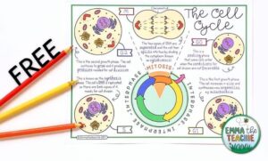 I’ve Planned Your Cell Cycle Lesson For You! [Free Resources ...