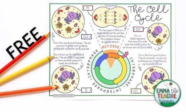 I’ve Planned Your Cell Cycle Lesson For You! [Free Resources ...