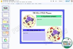 I’ve Planned Your Cell Cycle Lesson For You! [Free Resources ...