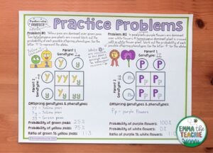 4 Ideas for Your Punnett Squares Lesson Activities - Emmatheteachie Blog