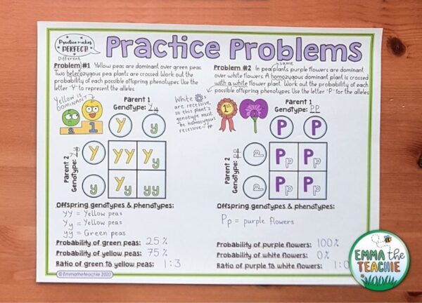 4 Ideas for Your Punnett Squares Lesson Activities - Emmatheteachie Blog