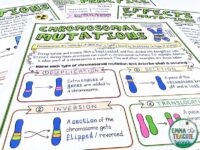 Fun and Effective Mutations Activities for High School Biology ...