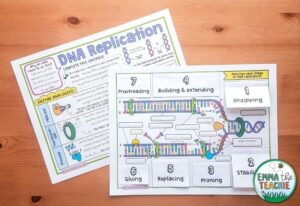 The Best DNA Replication Activity for High School Biology - Emmatheteachie