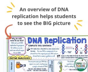 The Best DNA Replication Activity for High School Biology - Emmatheteachie