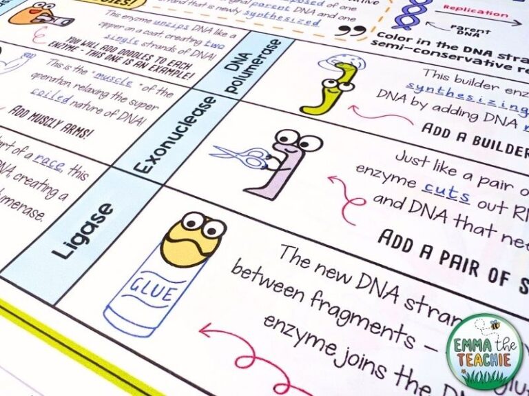 The Best DNA Replication Activity for High School Biology - Emmatheteachie