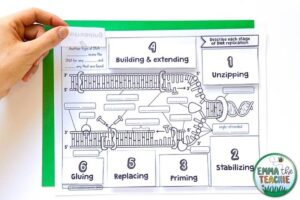 The Best DNA Replication Activity for High School Biology - Emmatheteachie