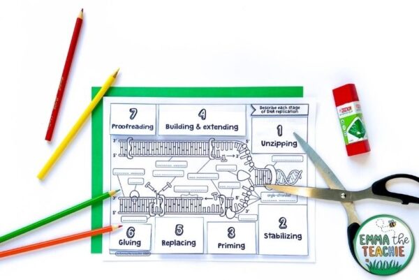 The Best DNA Replication Activity for High School Biology - Emmatheteachie