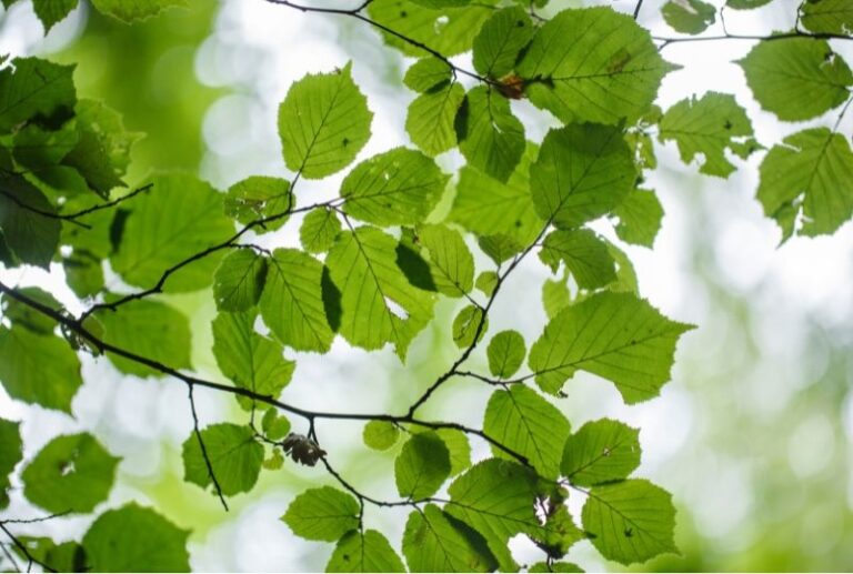 4 Photosynthesis Activities for Your High School Biology Class